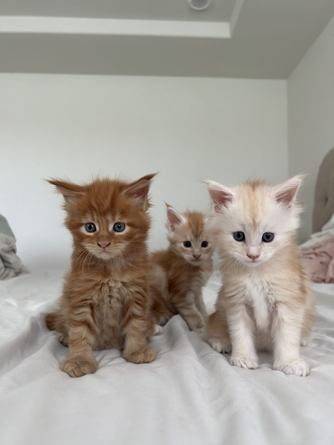 Wild Mane Cats - Maine Coon Kittens, TICA Registered