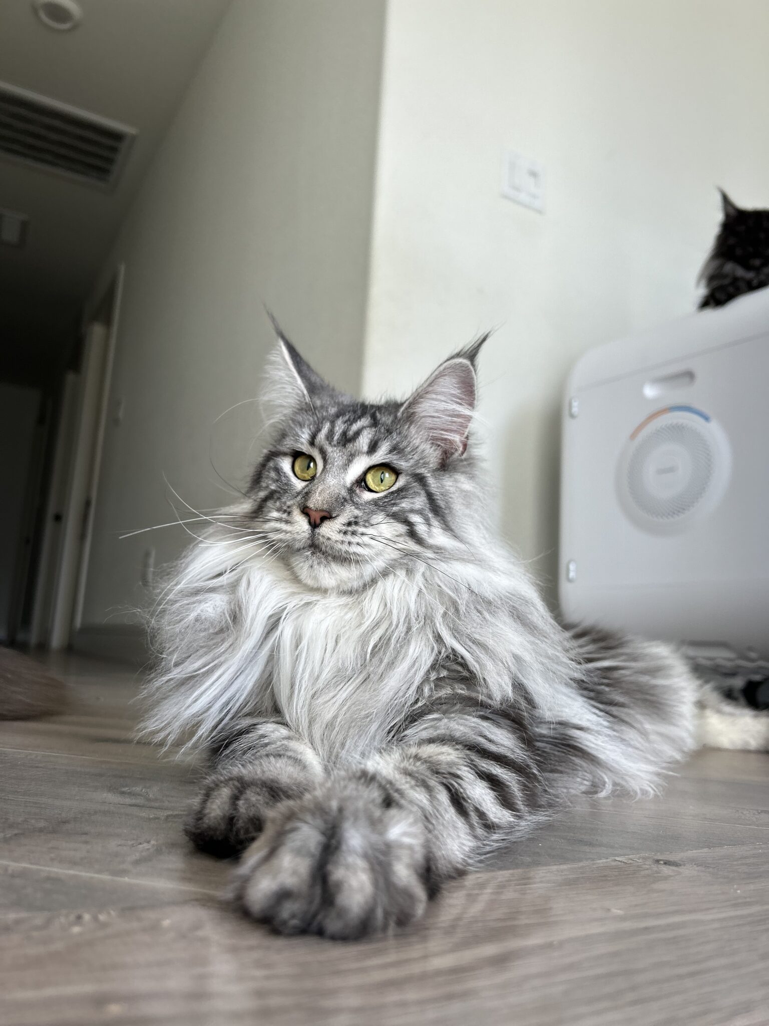 Wild Mane Cats - Maine Coon Kittens, TICA Registered