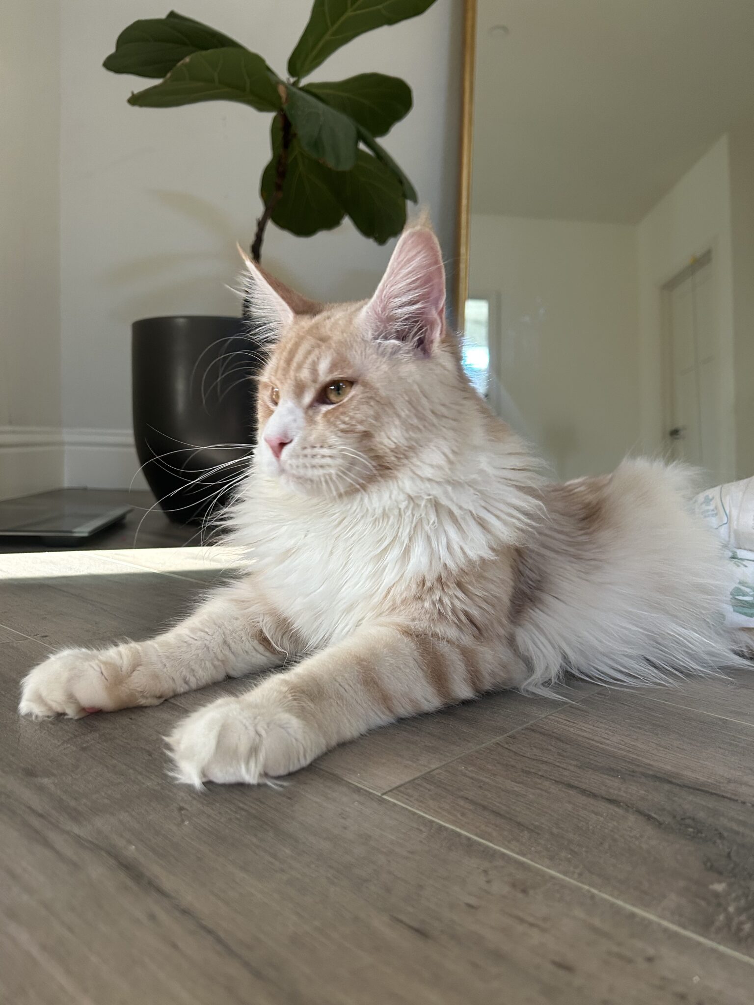 Wild Mane Cats - Maine Coon Kittens, TICA Registered