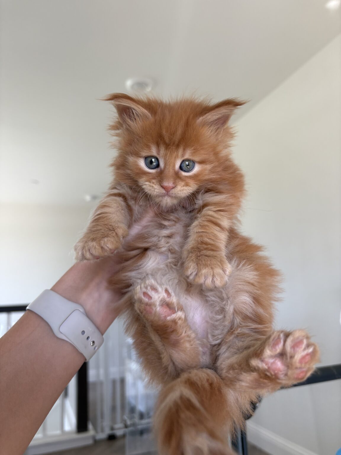 Wild Mane Cats - Maine Coon Kittens, TICA Registered